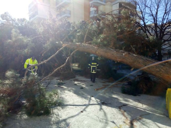Δέντρο έπεσε πάνω σε αυτοκίνητα μέσα στο νοσοκομείο της Λάρισας! - iFarsala