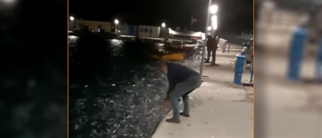 Σαρδέλες βγήκαν... στην στεριά σε Κουφονήσια και Άνδρο (βίντεο) - iFarsala